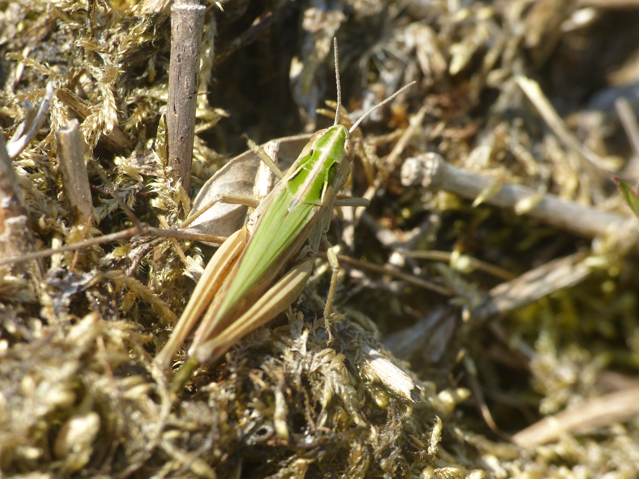 Omocestus viridulus (Linnaeus, 1758)