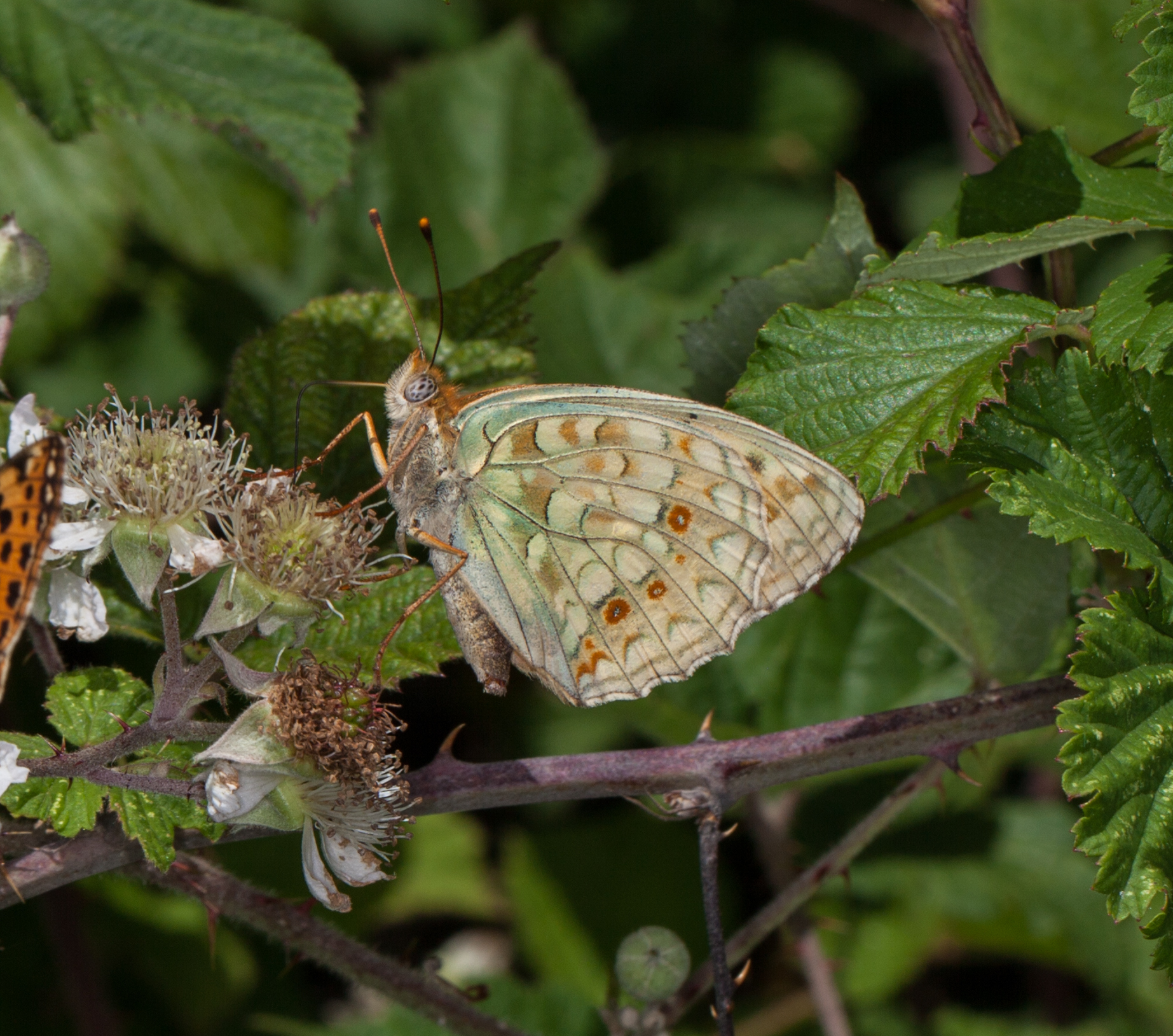 Fabriciana Reuss, 1920