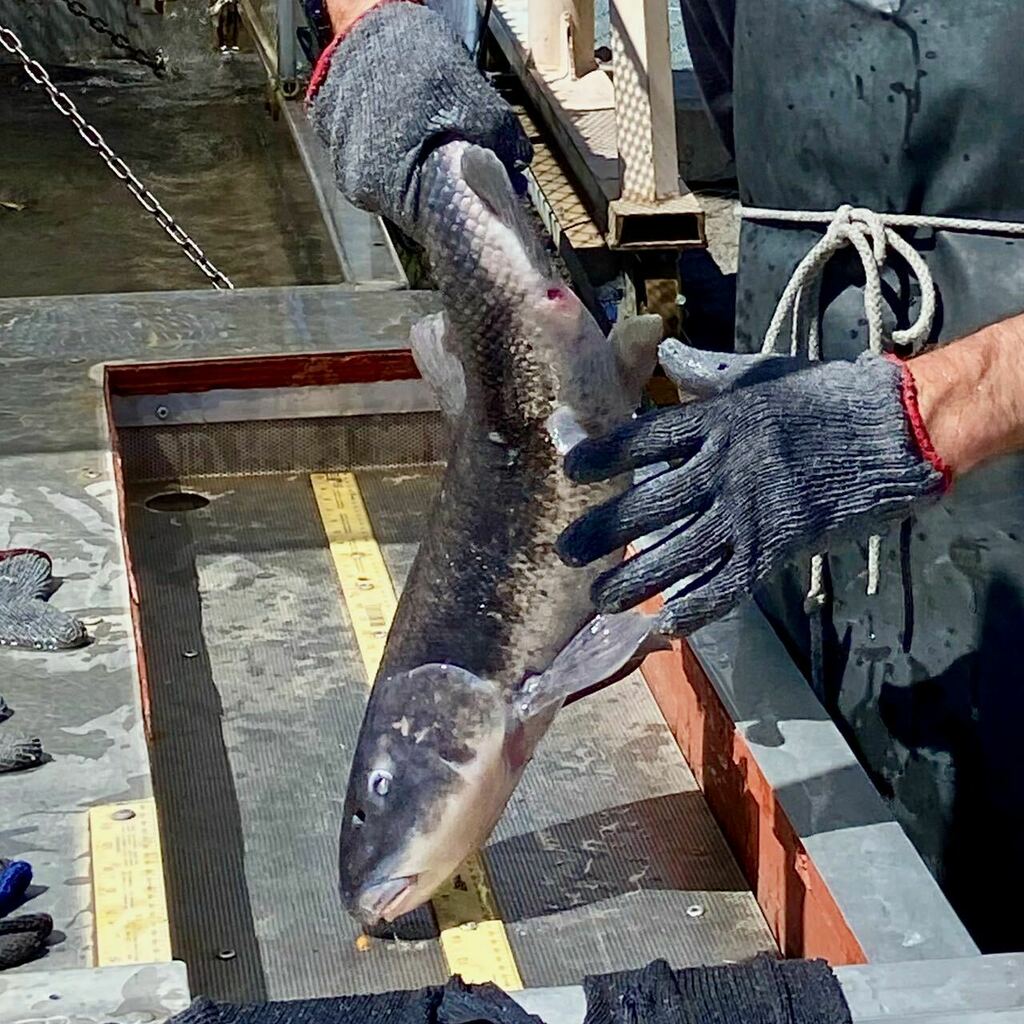 Cui-ui (Chasmistes cujus) - Marine Life Identification