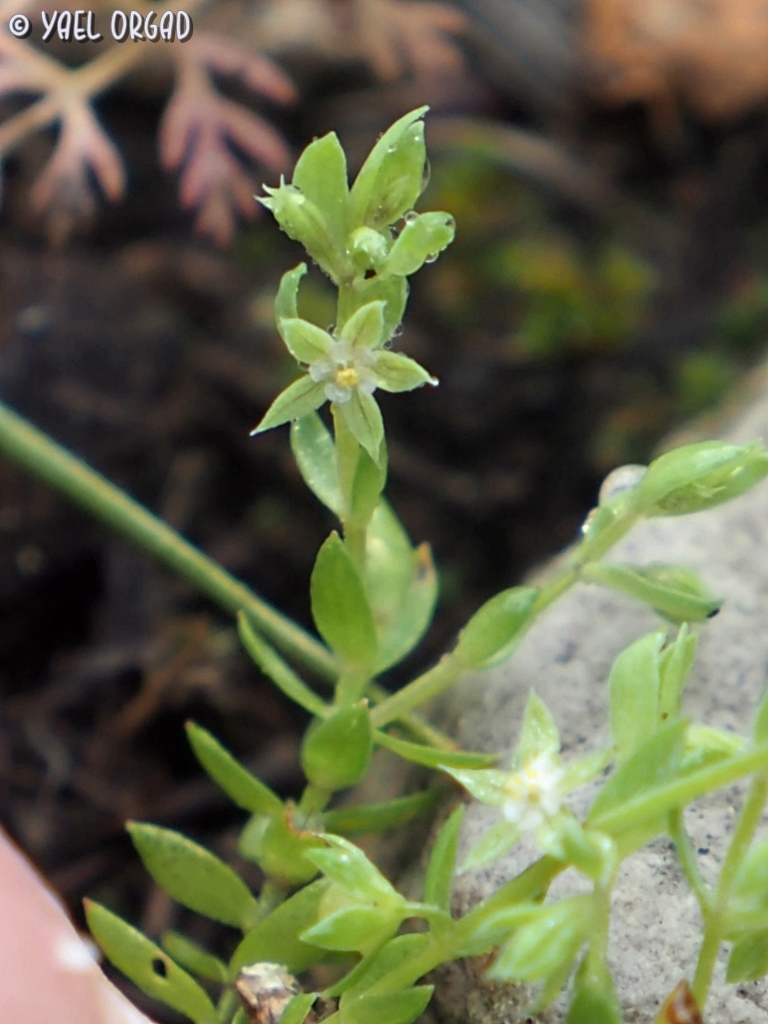 Star-flax (Flora Autóctona de la Alcarria de Alcalá) · iNaturalist