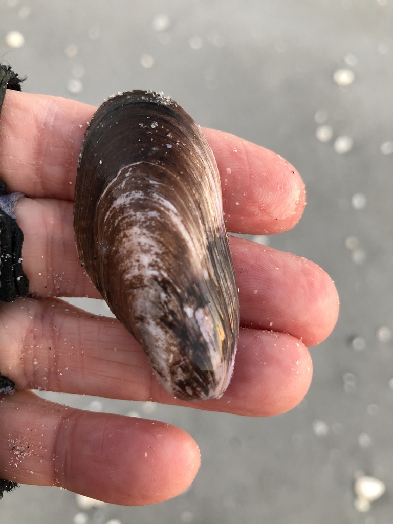 Southern Horse Mussel (Common Organisms in Sarasota Bay) · iNaturalist
