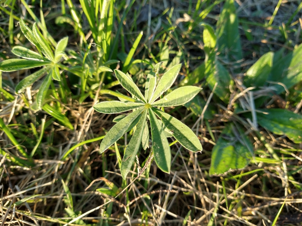 European yellow lupine (Lupinus luteus) - Botanical Realm