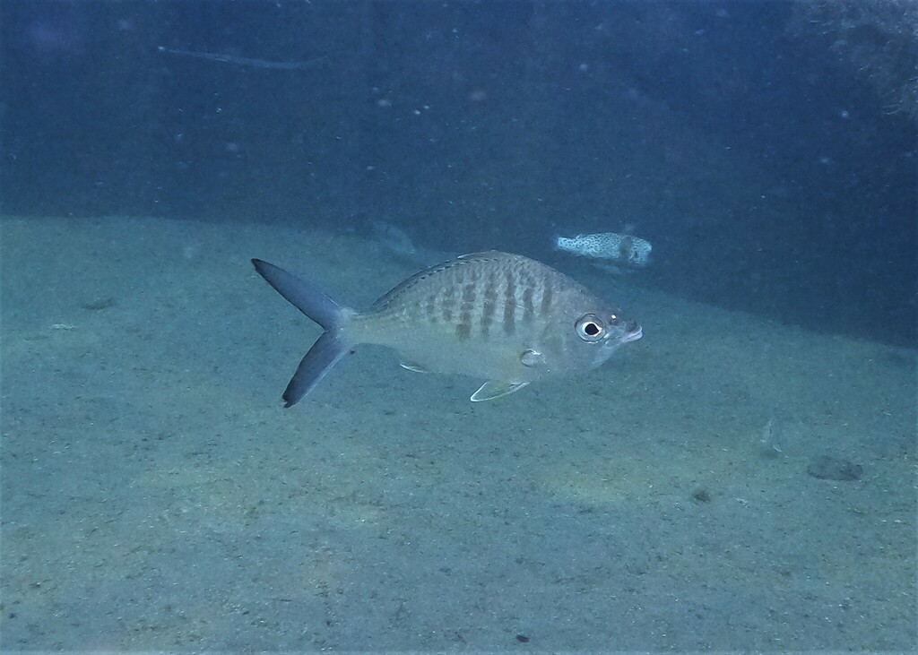 Pacific Yellowfin Mojarra (Gerres simillimus) - Marine Life Identification