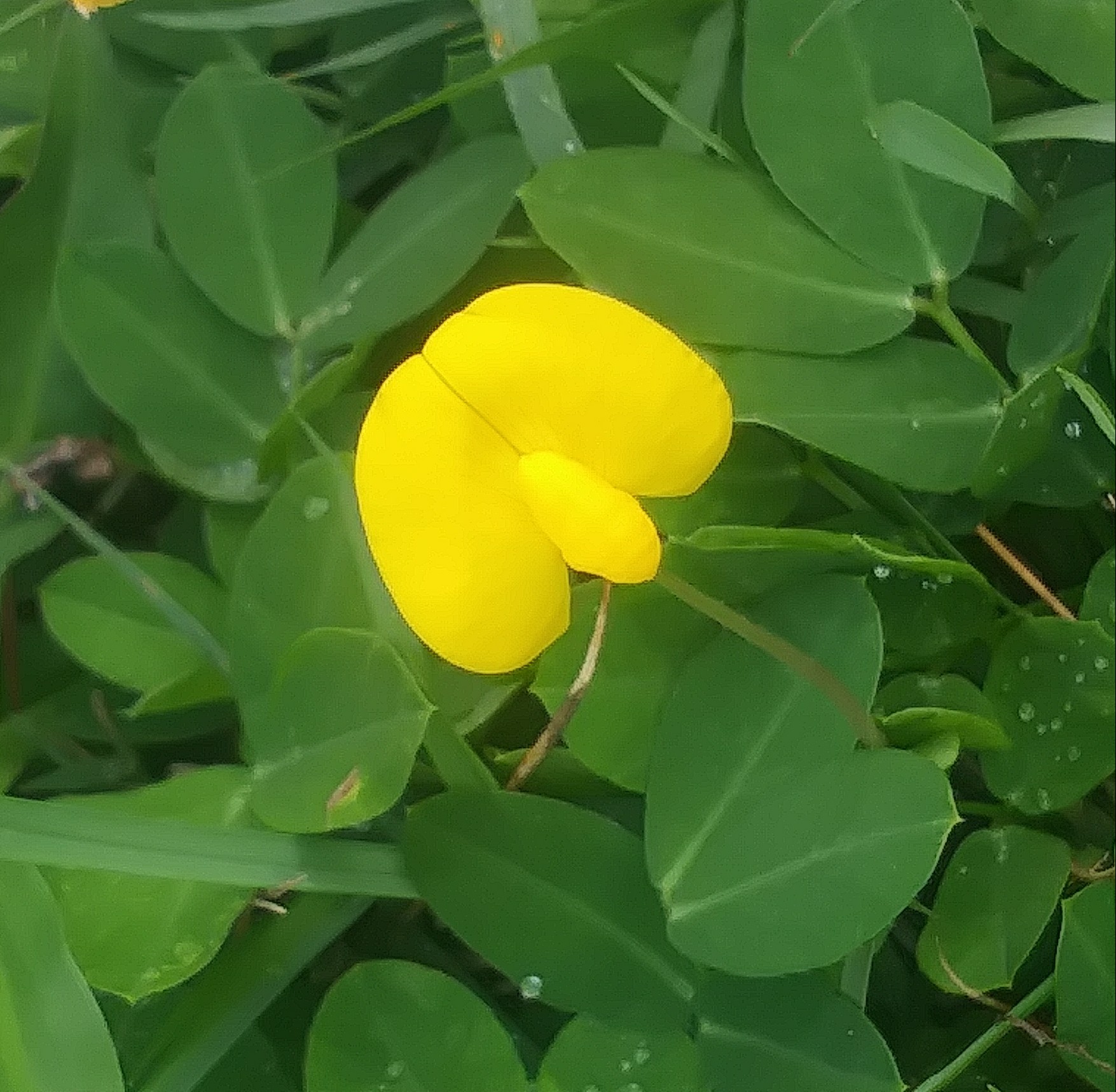 Arachis repens Handro