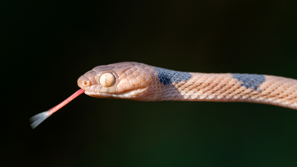 Common Tiger Snake from Chikwawa, Malawi on June 11, 2023 at 02:24 PM ...