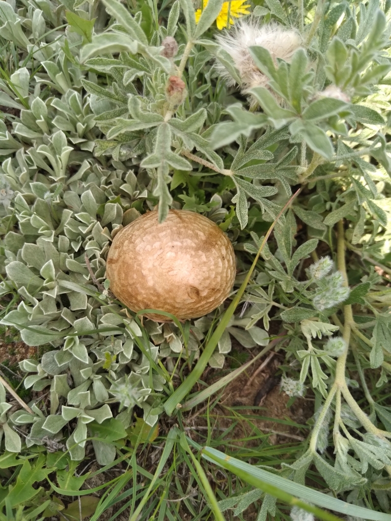 Calvatia pachyderma from Malta, MT 59538, USA on June 11, 2023 at 10:42 ...