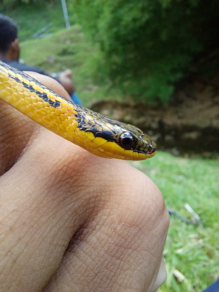 Trinidad Black-backed Snake from Tobago, Trinidad and Tobago on June 1 ...