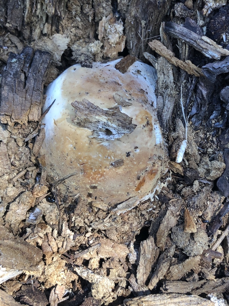 hemlock varnish shelf from Apache County, US-AZ, US on June 11, 2023 at ...