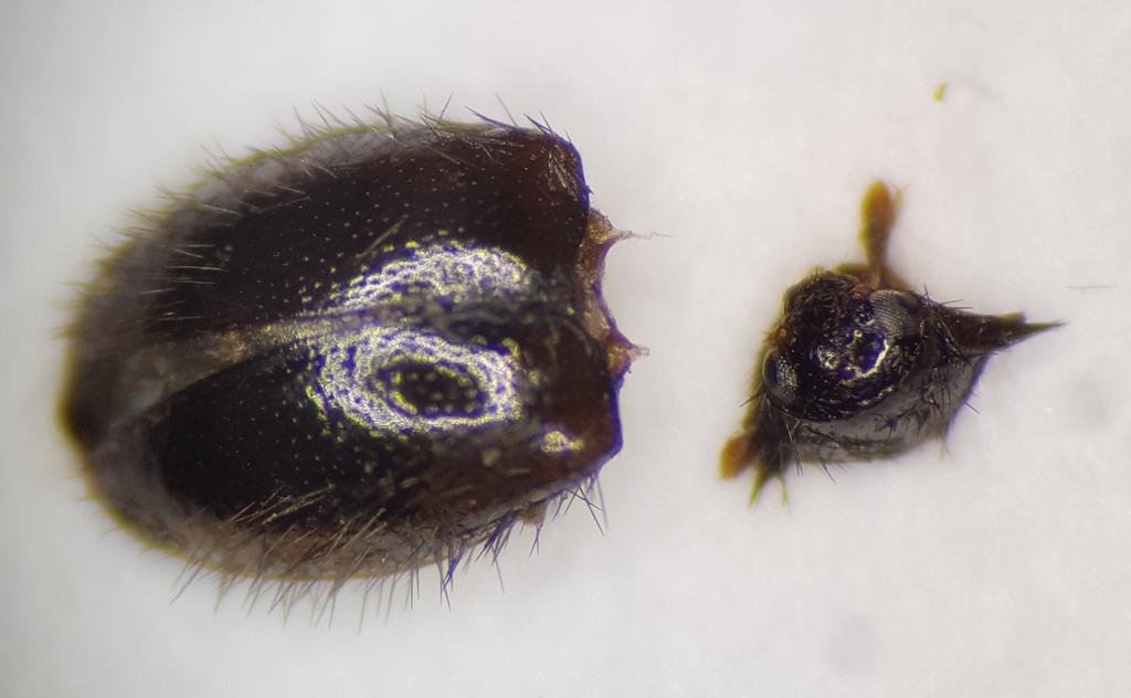 Trinodes hirtus in June 2023 by André Apel · iNaturalist