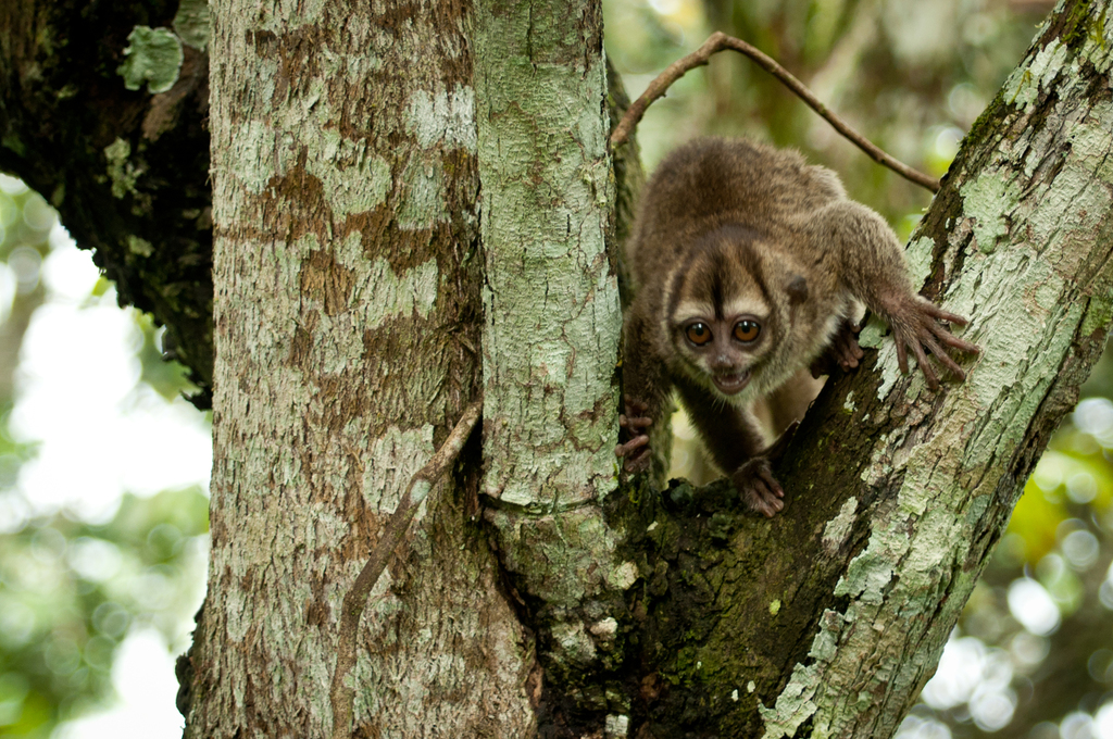 Night Monkeys (Aotus) - Know Your Mammals