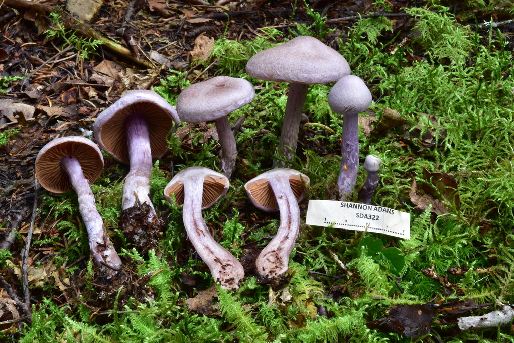 Cortinarius calopus from Stetson Creek Trail, Alaska, USA on August 29 ...