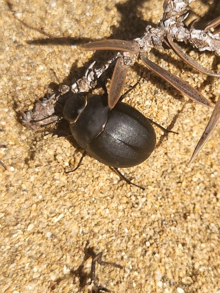 Water, Rove, Scarab, Long-horned, Leaf, and Snout Beetles from Ionian ...