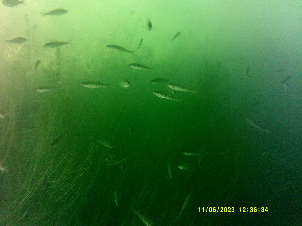 European Perch from Lucerne, Switzerland on June 11, 2023 at 12:36 PM ...