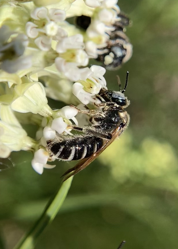 Bees from Bachechi Open Space, Albuquerque, NM, US on June 10, 2023 at ...