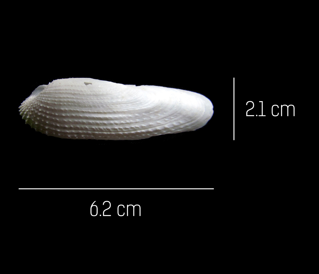 Pholas chiloensis from Playa Los Blancos, El Salvador on August 25 ...