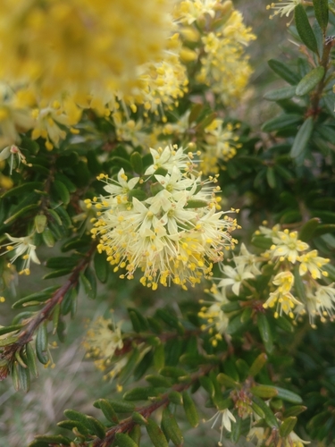 Subspecies Phebalium squamulosum alpinum · iNaturalist