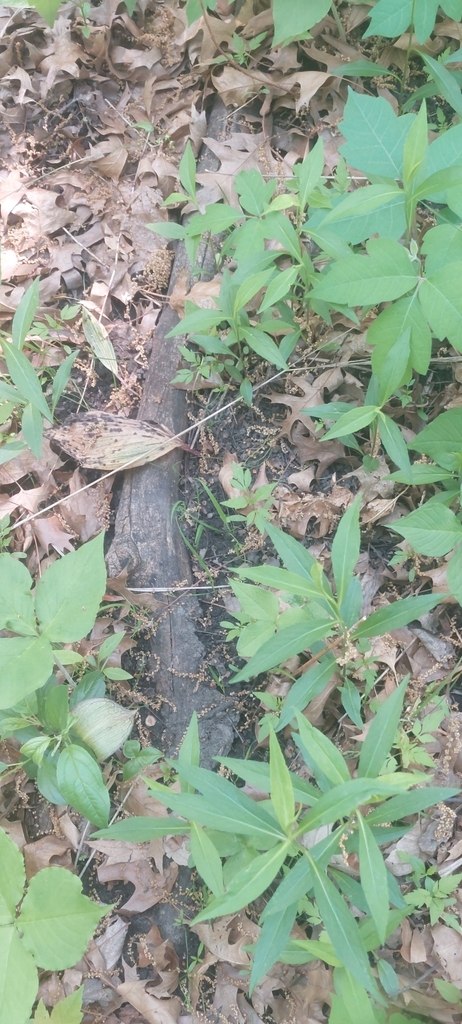 putty root in May 2023 by Derek Ziomber. Leaves senescing · iNaturalist