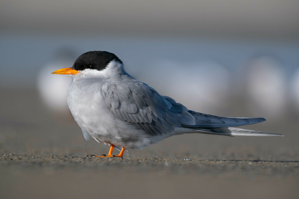 Black-fronted Tern in June 2023 by Ben Ackerley · iNaturalist