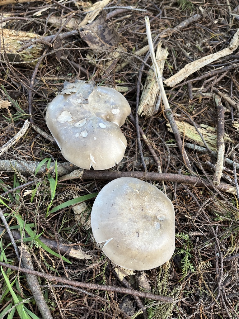 Something from North Island, Waharoa, Waikato, NZ on June 10, 2023 at ...