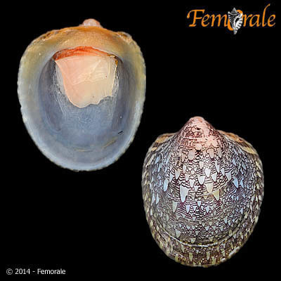 Genus Septaria · iNaturalist