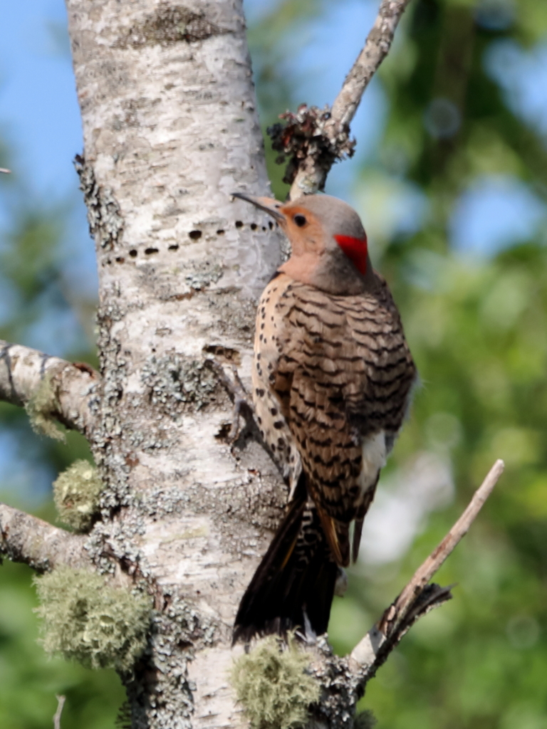 Northern Flicker from East Hants, NS, Canada on June 11, 2023 at 04:24 ...