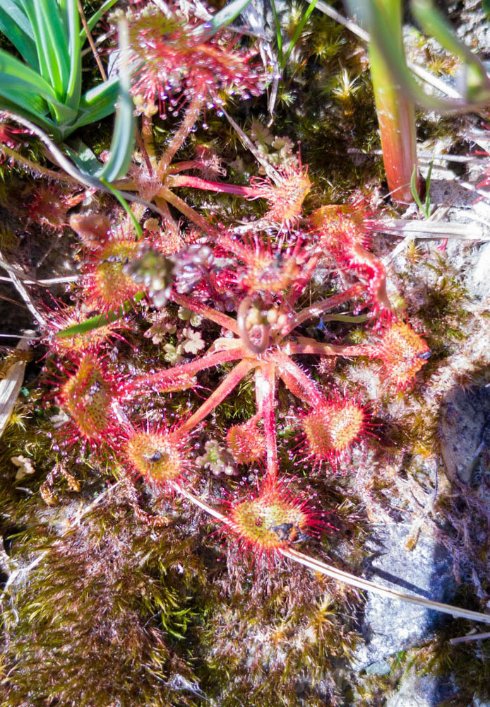 round-leaved sundew from Cumbria, UK on June 9, 2023 at 01:19 PM by ...