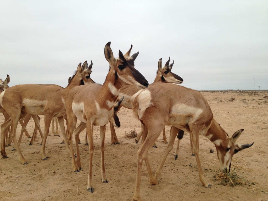 Pronghorn (Antilocapra americana) - Know Your Mammals