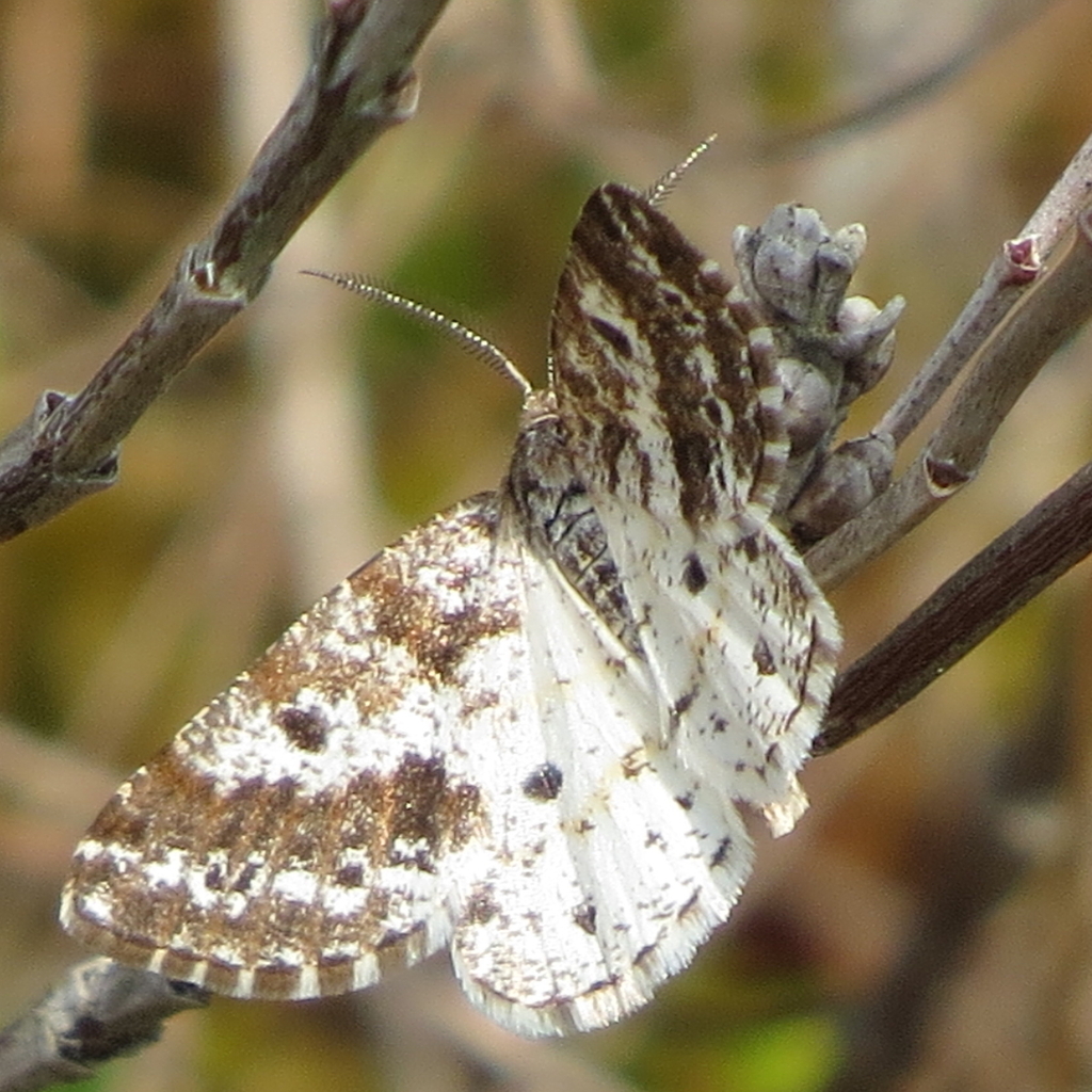 Sharp-lined Powder Moth from Belvidere, VT 05442, USA on June 10, 2023 ...