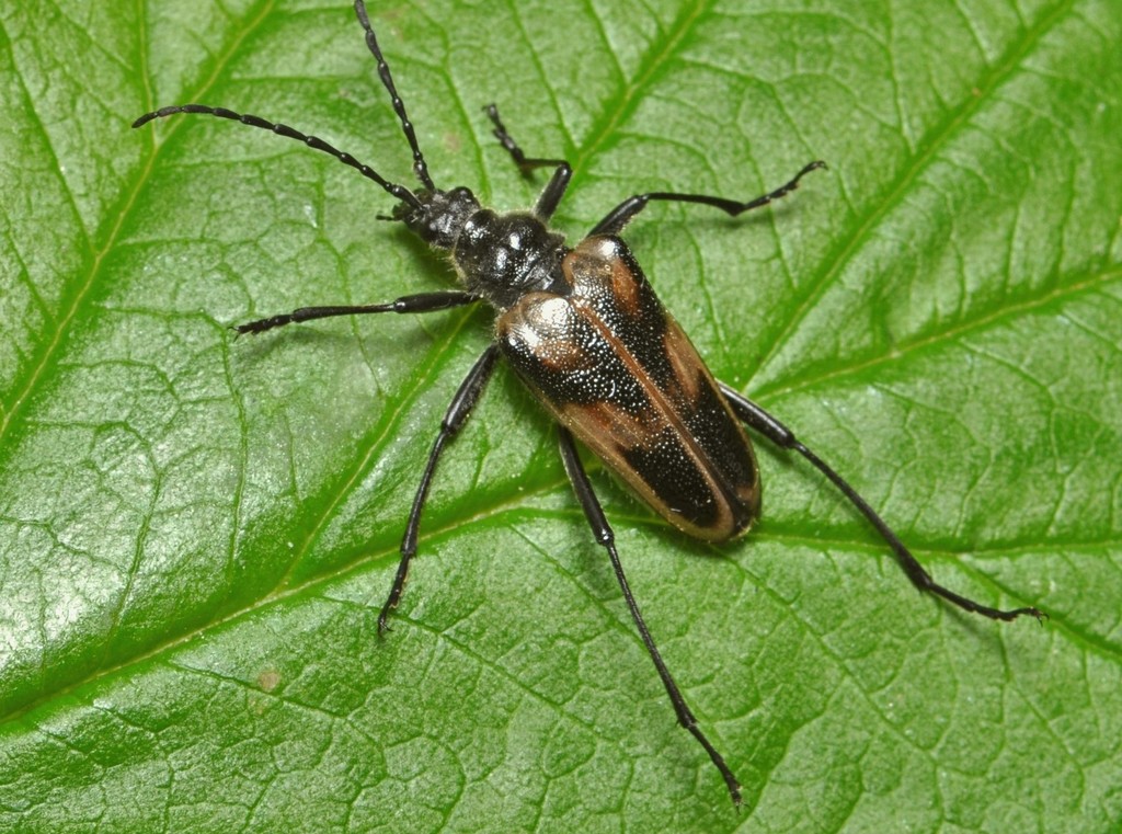 Pachyta lamed (Longhorn Beetles of the United States) · iNaturalist