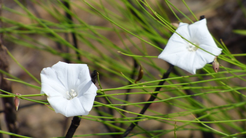 Distimake aturensis · iNaturalist