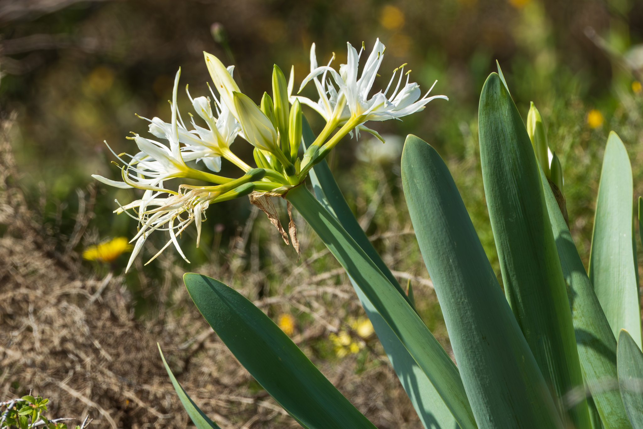 Pancratium illyricum L.