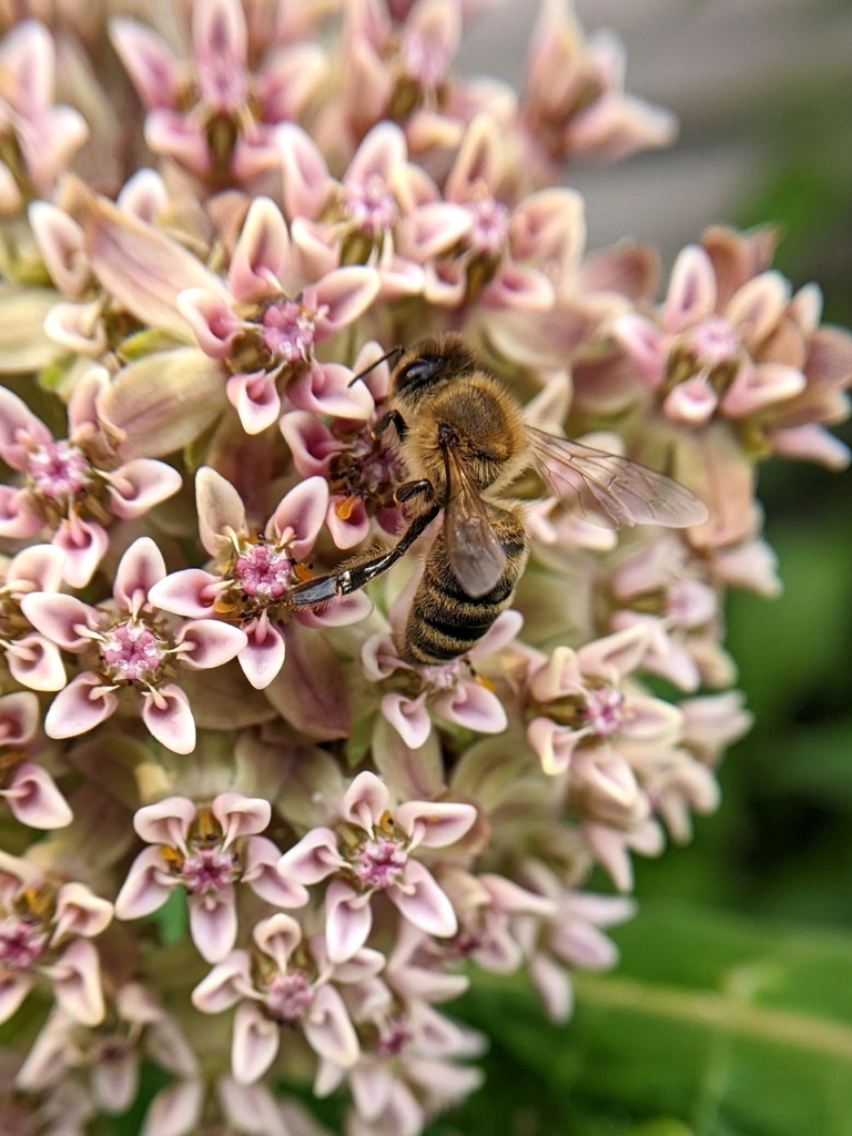 Western Honey Bee in June 2023 by k_a_christopher · iNaturalist