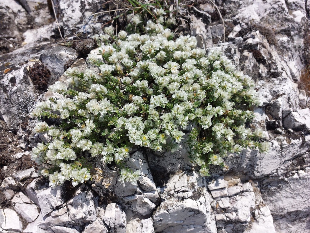 (Paronychia cephalotes) - Botanical Realm