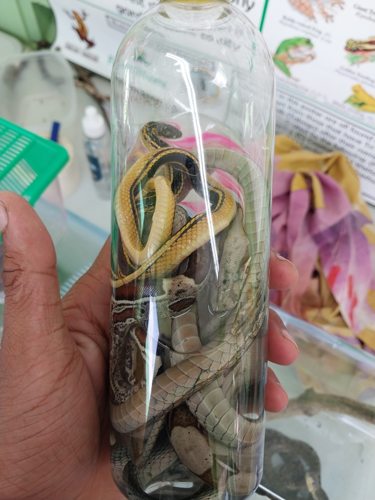 Boa Constrictor from Bon Accord, Trinidad and Tobago on June 4, 2023 at ...