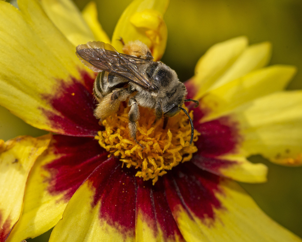 Melissodes communis communis in June 2023 by Lillie · iNaturalist