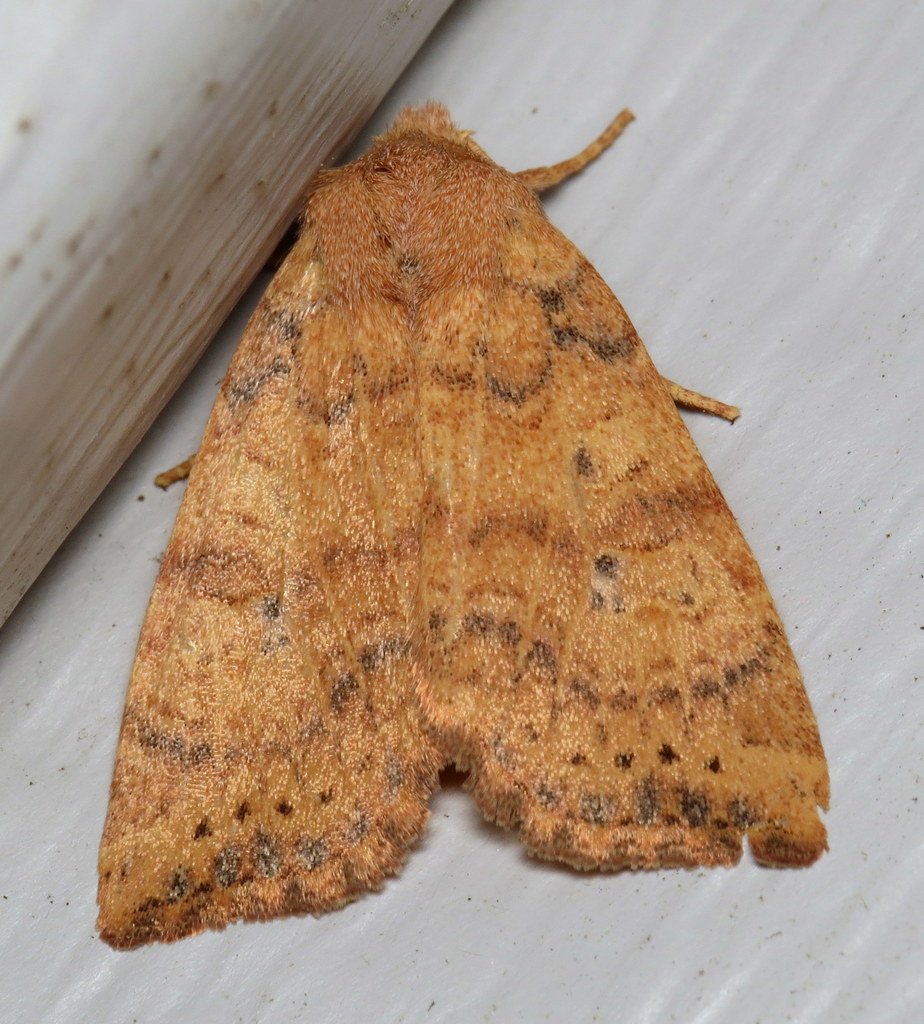 Dotted Sallow (Lepidoptera of Savoy Mountain State Forest (Berkshire Co ...