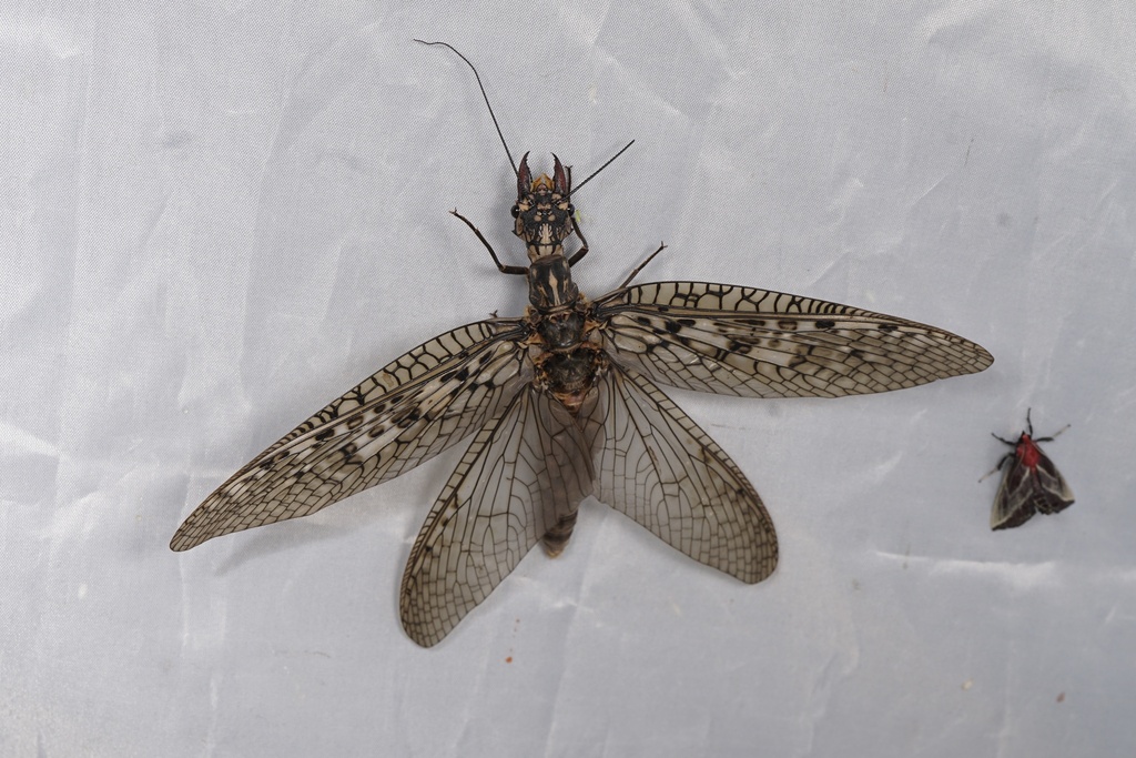 Acanthacorydalis orientalis from 竹山县, 十堰市, 湖北省, CN on June 11, 2023 at ...