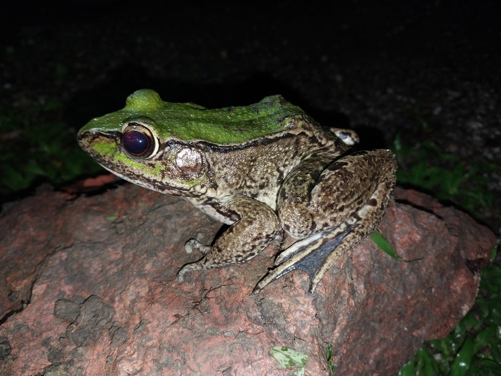 Rana Verde Verdadera (Especies de Anfibios del Meta, Colombia ...
