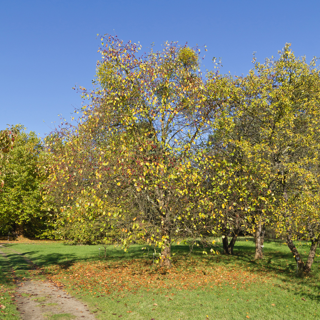 Manchurian Crabapple (Trees & Shrubs of Essex County, MA) · iNaturalist