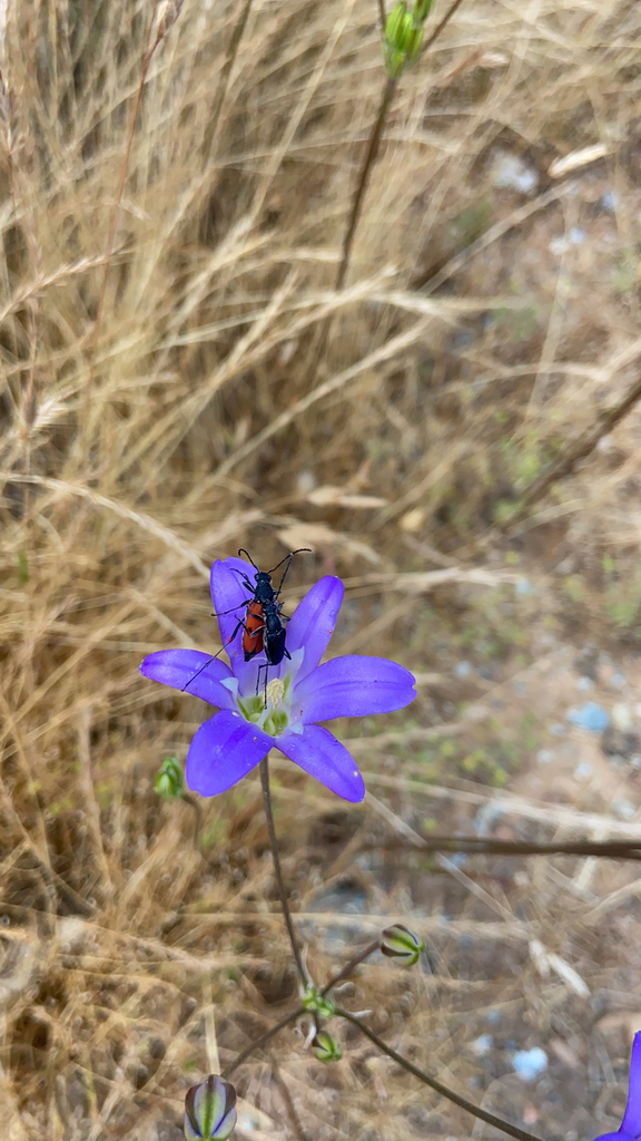 Dimorphic Flower Longhorn Beetle from Garden Valley on June 11, 2023 at ...