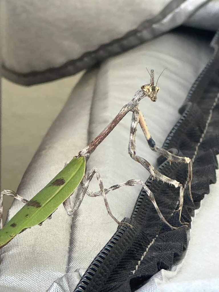 Pseudovates paraensis (Guide to Unicorn Mantises (Tribe Vatini ...