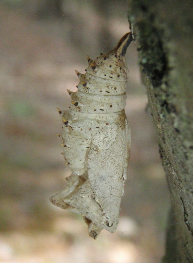 Mourning Cloak from Ringwood, NJ 07456, USA on June 11, 2023 at 02:32 ...