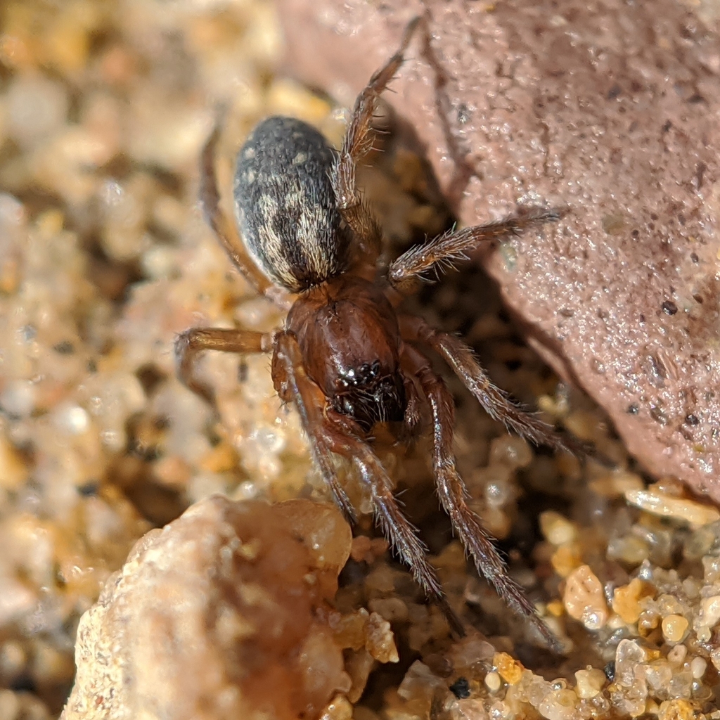 Tricholathys from Juab County, US-UT, US on June 11, 2023 at 10:54 AM ...
