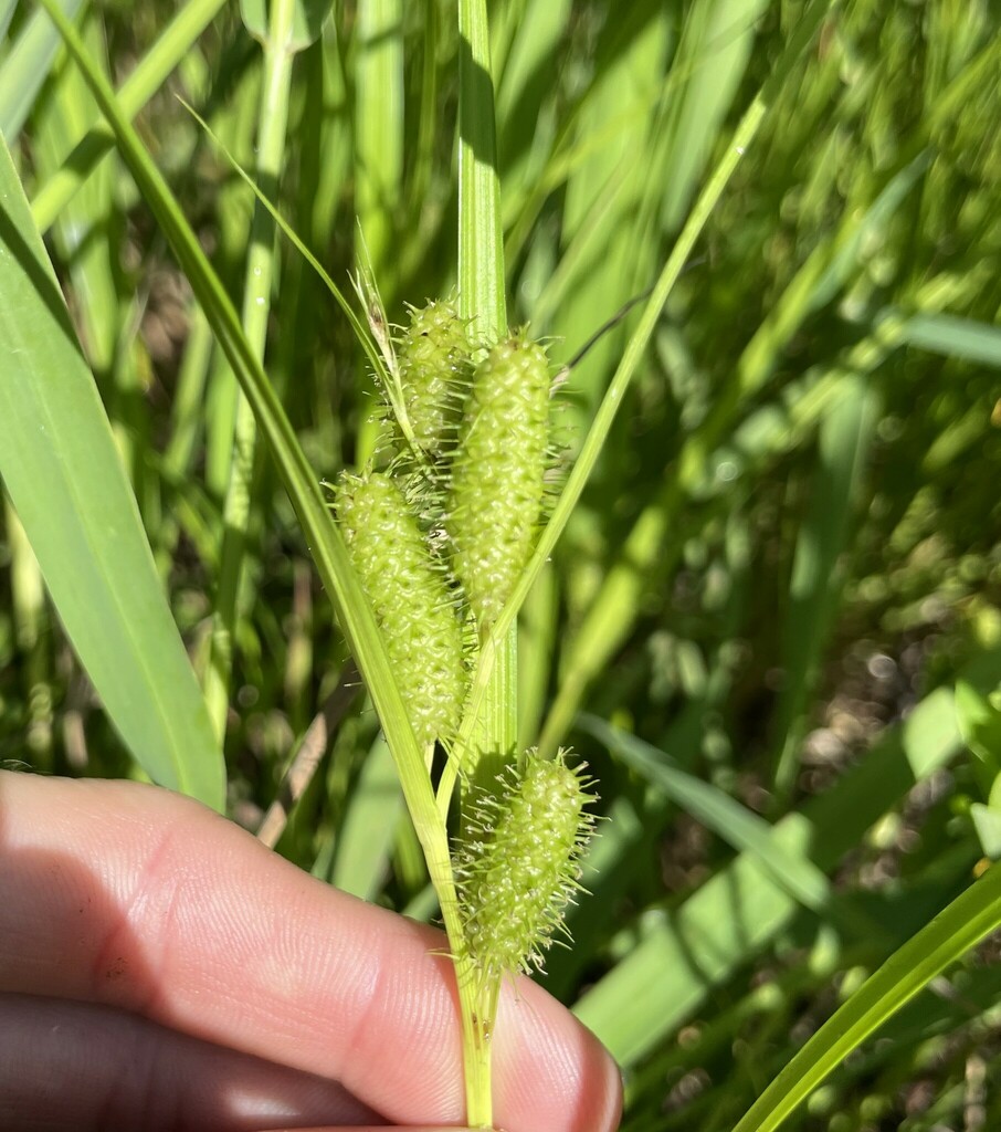 Frank's sedge from Rogers, AR, USA on June 11, 2023 at 10:00 AM by ...