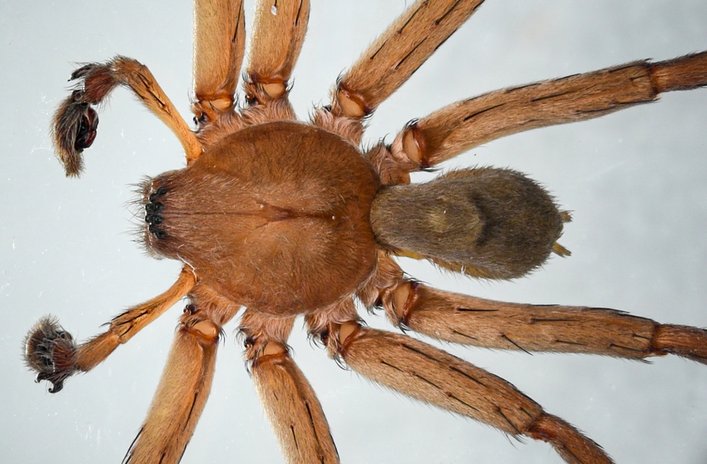 Rocky Canyon Spiders from Sonoma County, CA, USA on June 11, 2023 at 04 ...