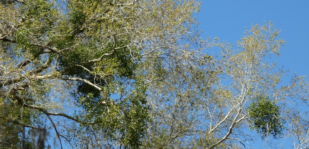 American Mistletoe from Florida, Citrus, Withlacoochee State Forest ...