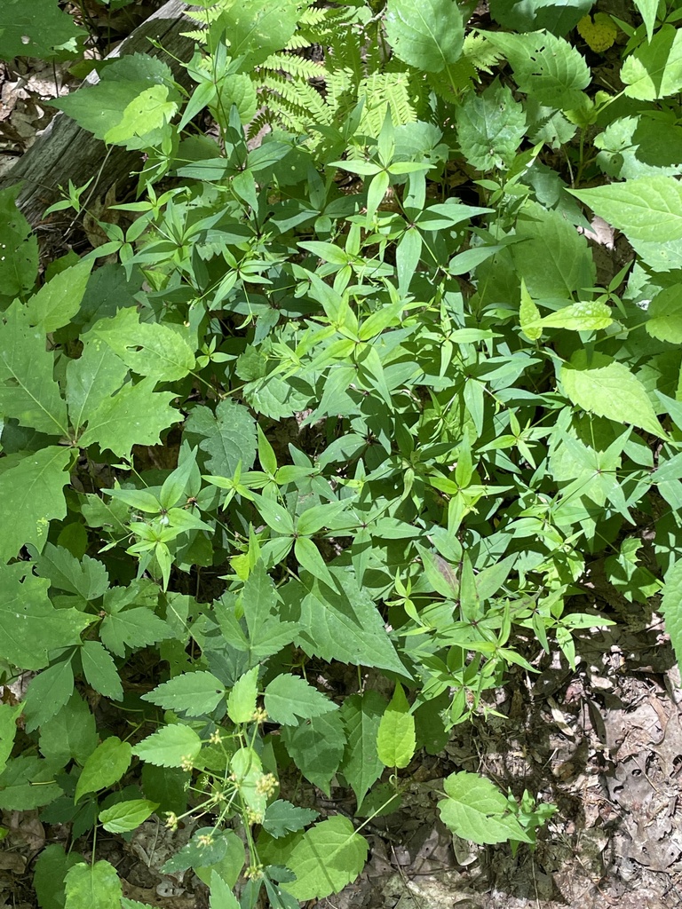 Purple Bedstraw from Byron Herbert Reece, Blairsville, GA, US on May 31 ...