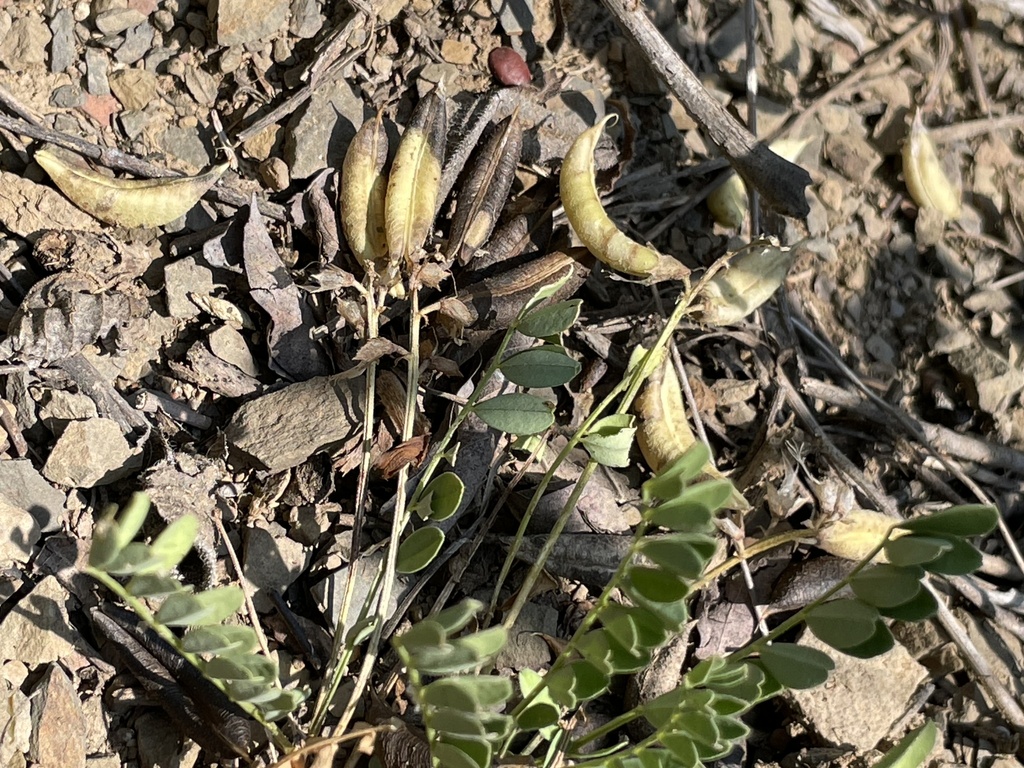 Ozark milkvetch in June 2023 by Lonnie Murray · iNaturalist