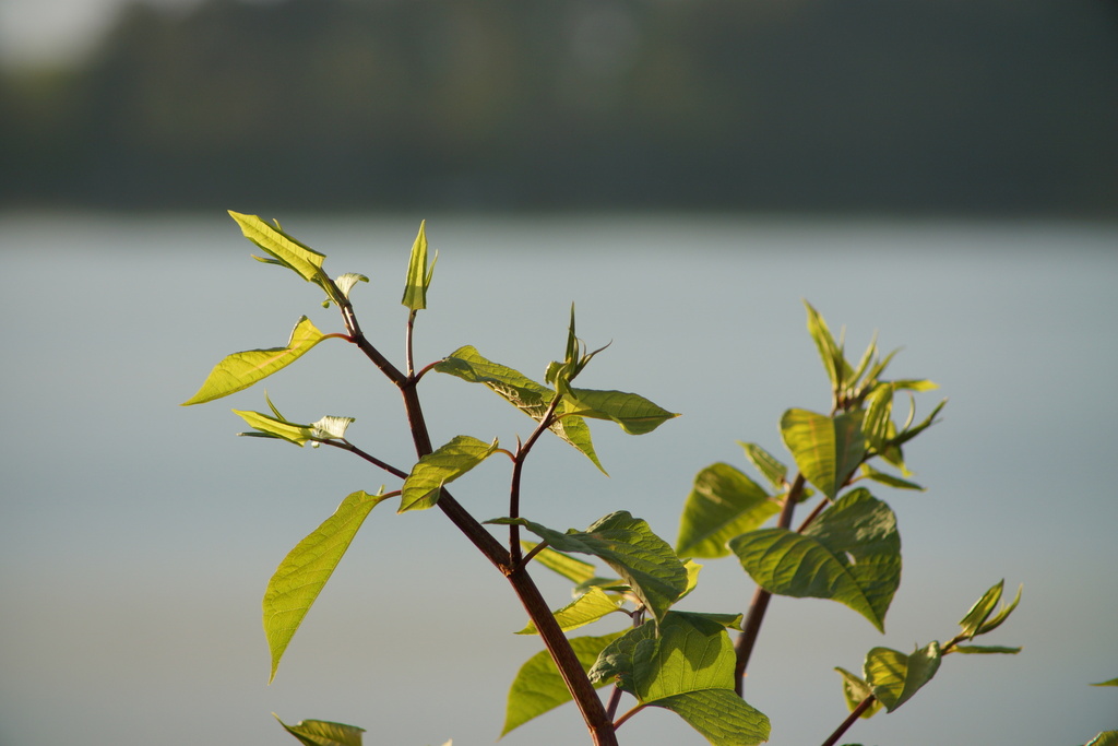Japanese knotweed from St Marys City, MD, USA on April 11, 2023 at 07: ...