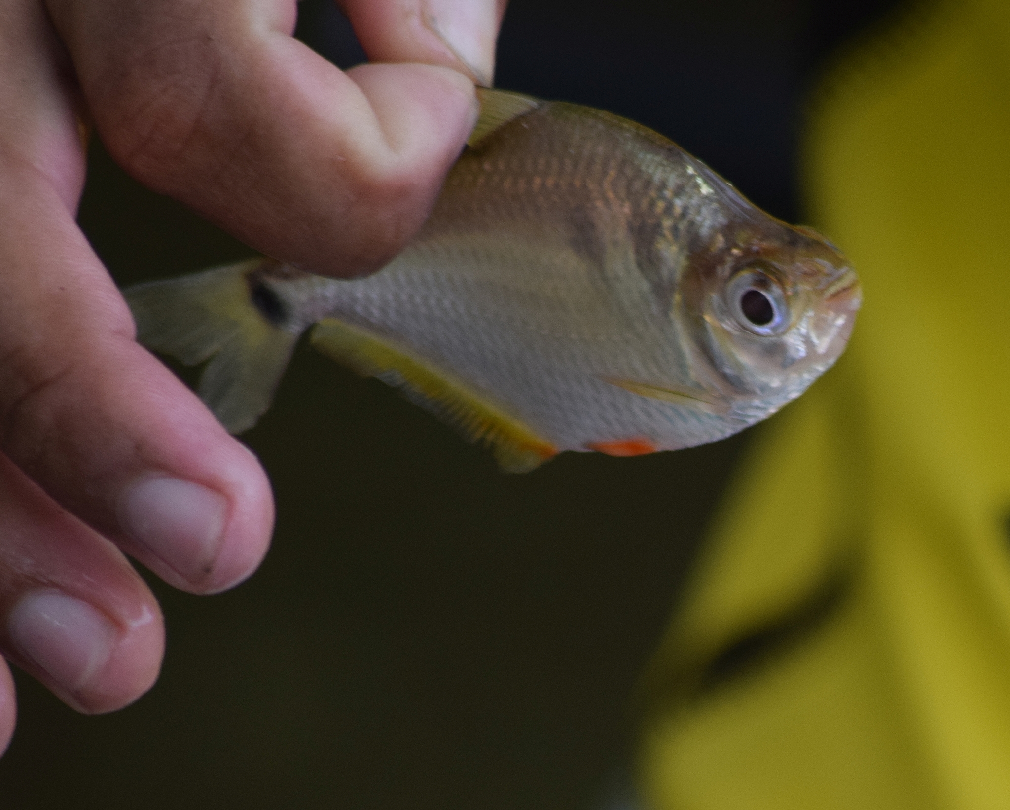 Tetragonopterus argenteus Cuvier, 1816